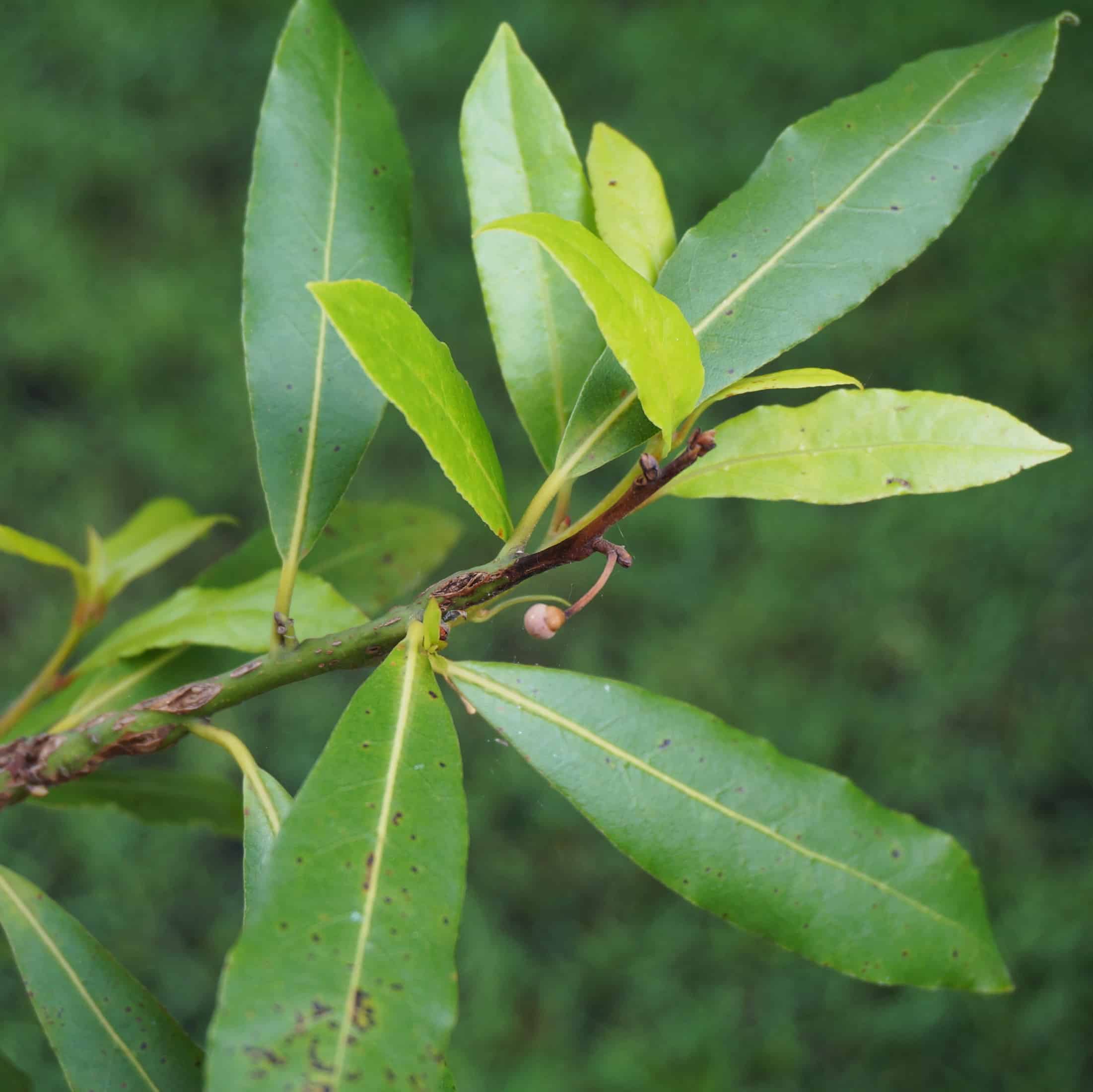 A Lenten Look At Trees Bay Laurel Garden In Delight
