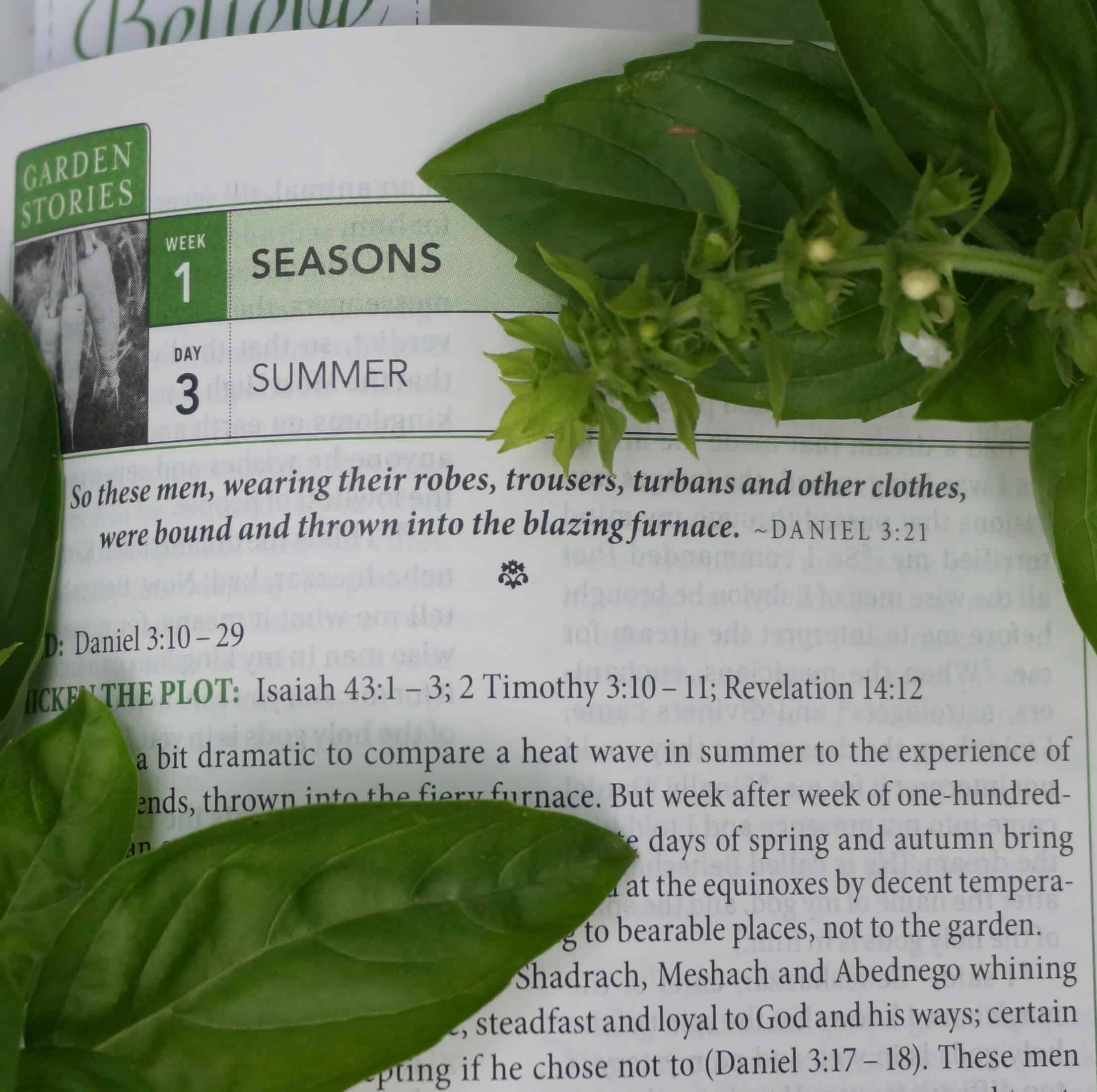 Summer is Here - Garden In Delight