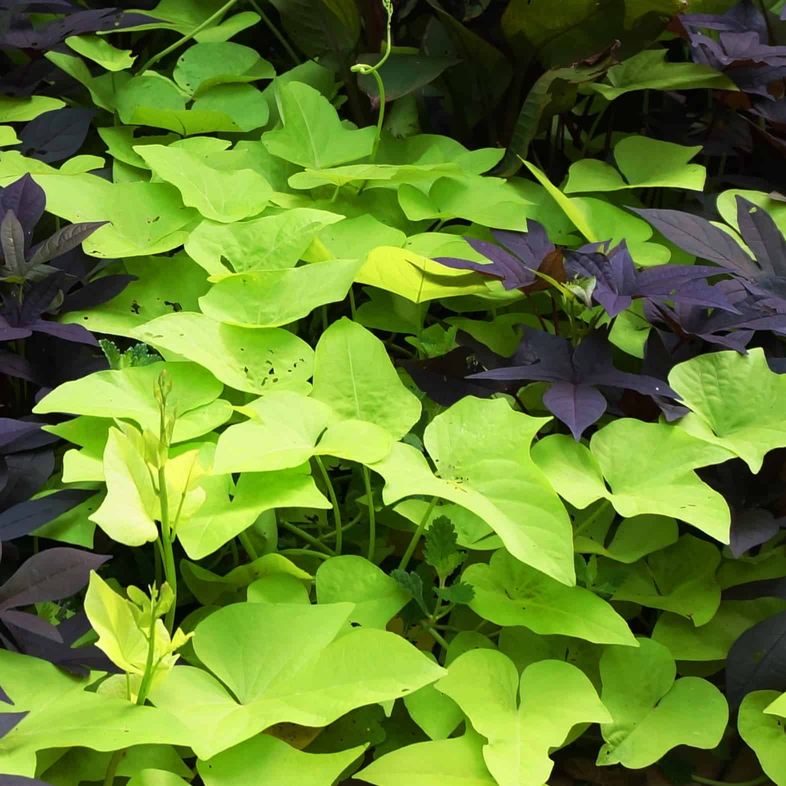 Ways of Faith in a Potato Vine - Garden In Delight