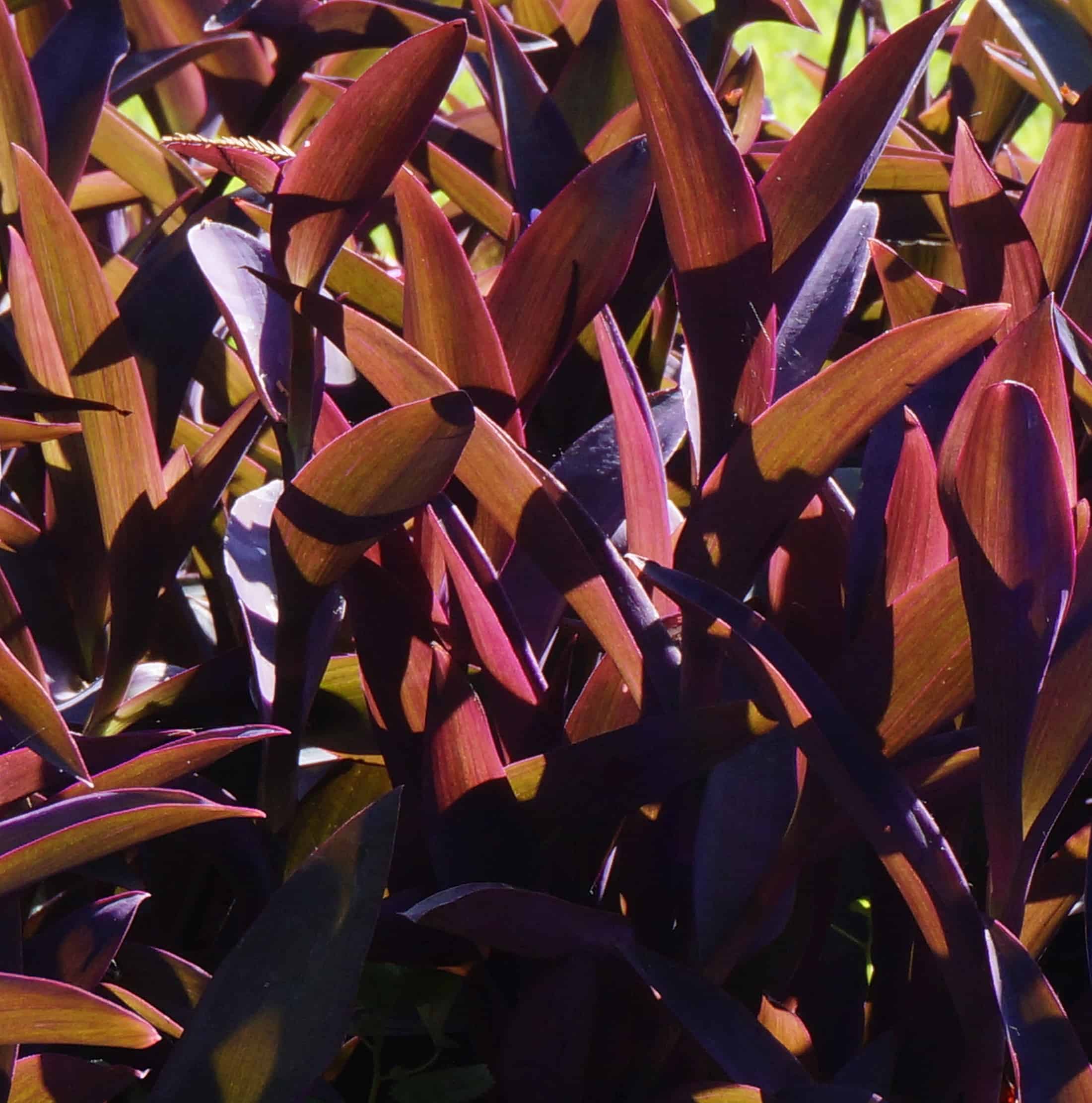 Garden Contrasts and the Wandering Way - Garden In Delight