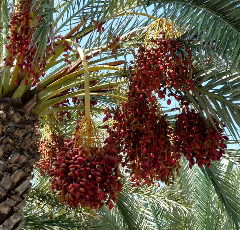 Fresh Dates Tree