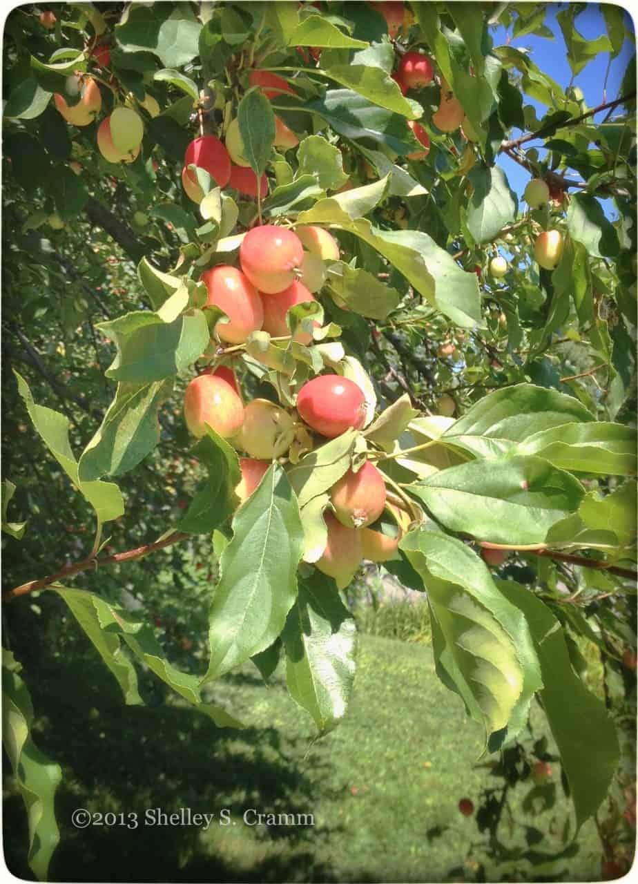 Hope Refreshed - Garden In Delight