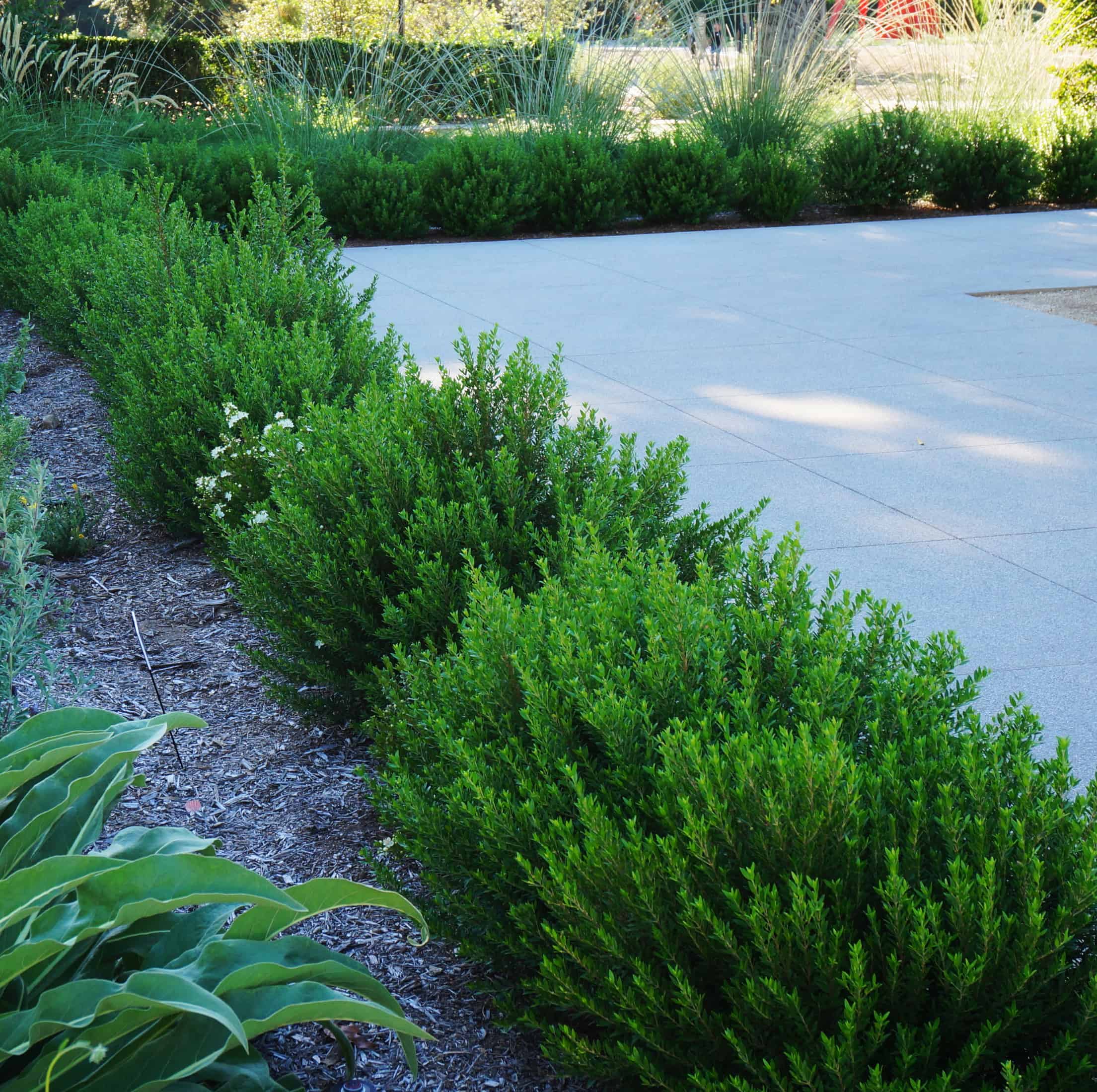 Where Can I Find Bible Plants in Pasadena? | Garden In Delight