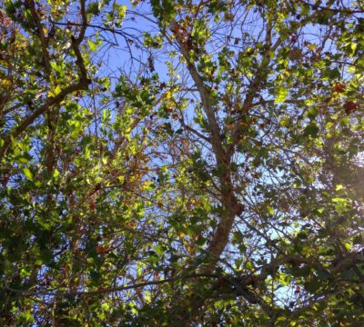 Where Can I Find Bible Plants in Pasadena? - Garden In Delight