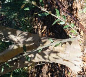 Where Can I Find Bible Plants in Pasadena? | Garden In Delight