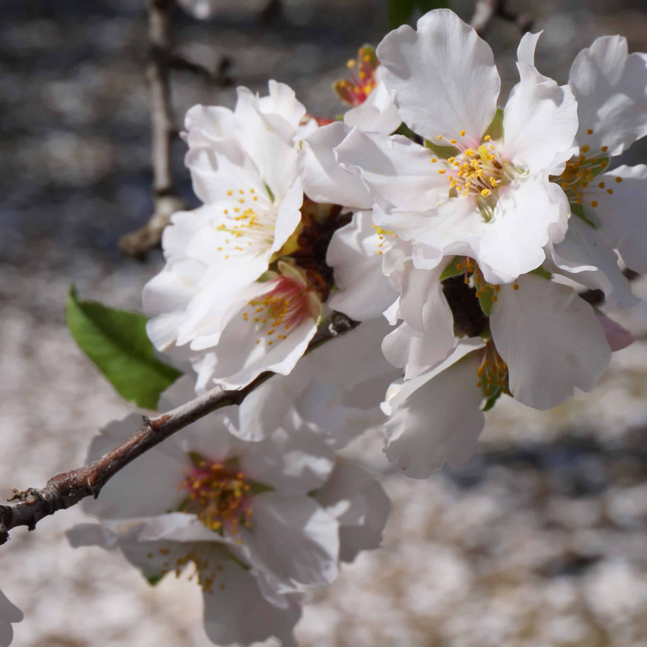 Almond's First Watch - Garden In Delight
