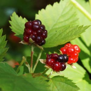 Bible Brambles & Pentecost - Garden In Delight