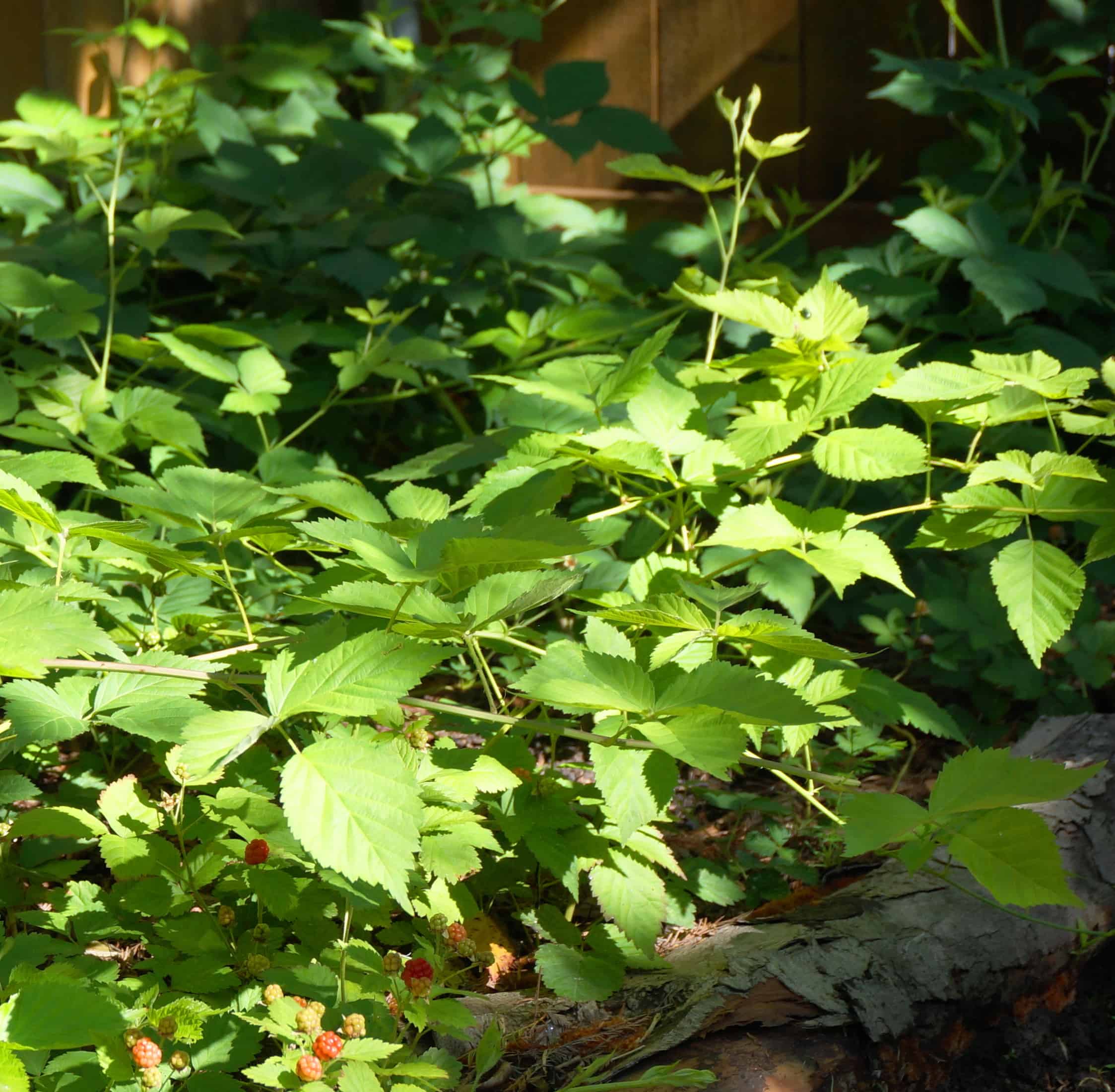 Bible Brambles & Pentecost - Garden In Delight