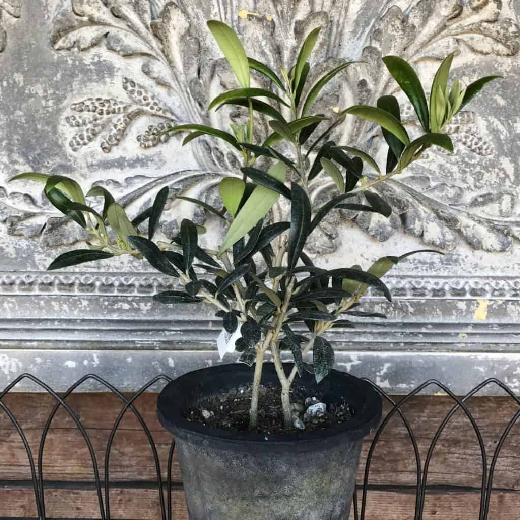 A Lenten Look at Trees: Olive | Garden In Delight