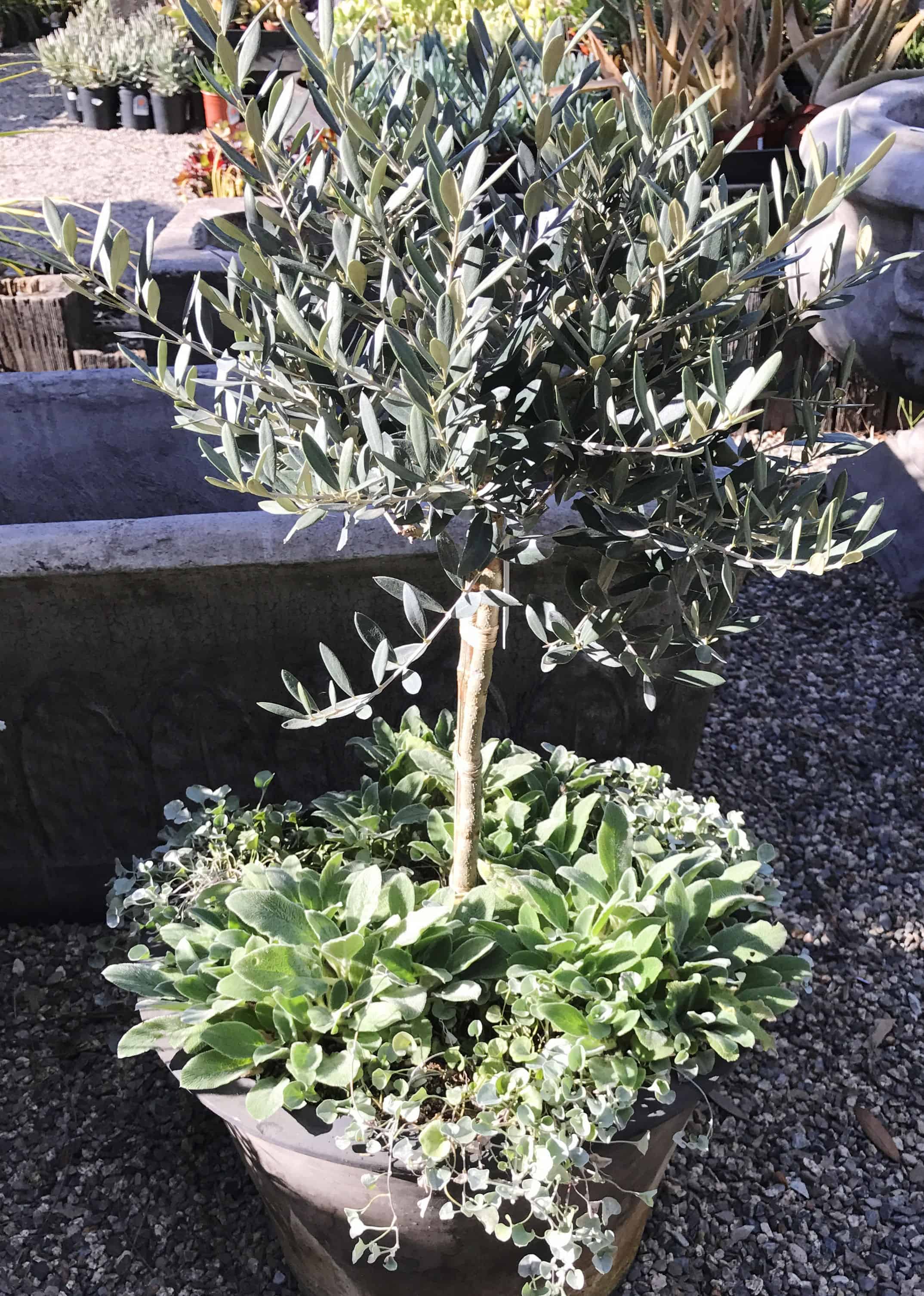 A Lenten Look at Trees: Olive | Garden In Delight