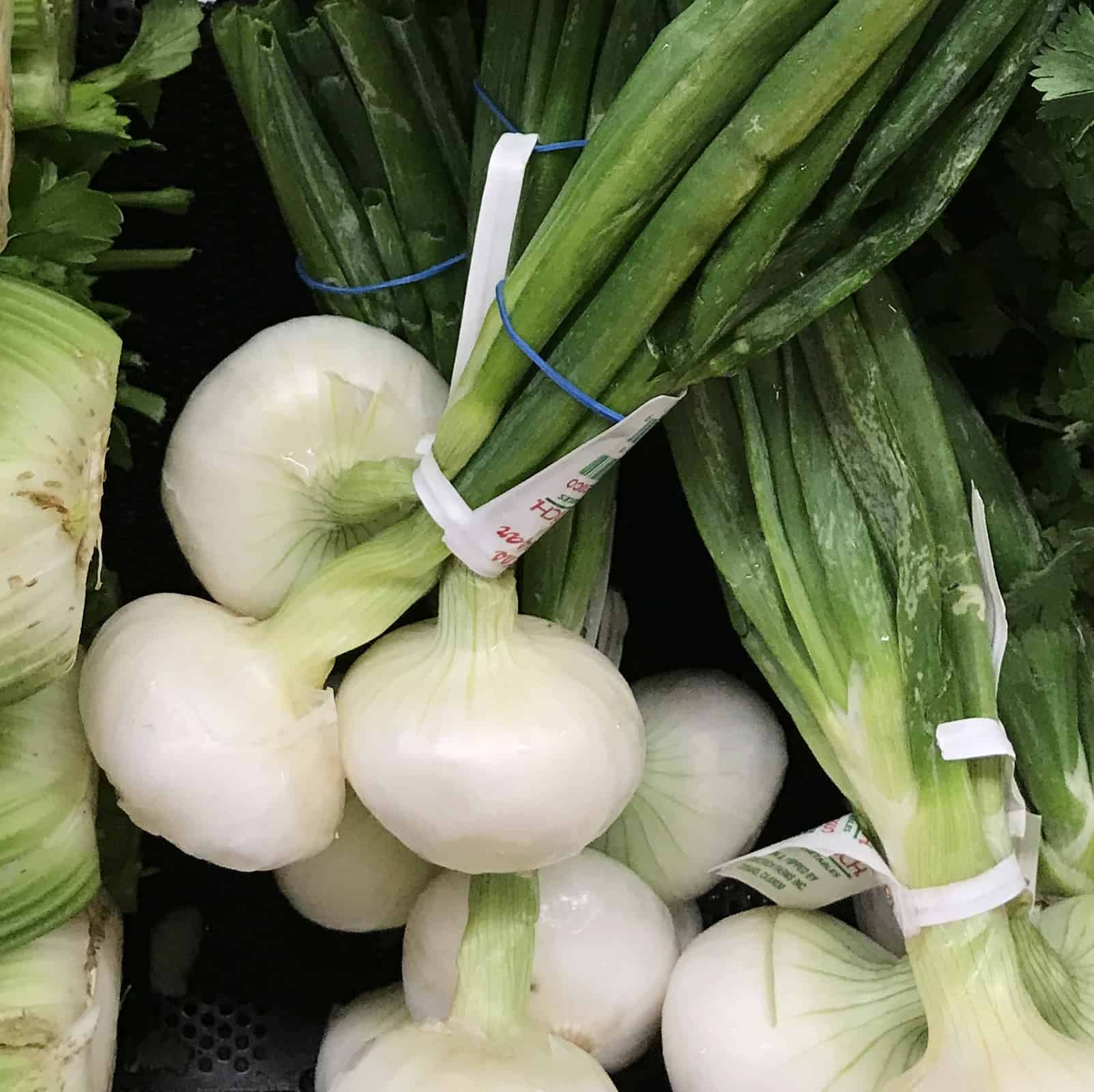 Praising the Lord in Leeks, Onions & Garlic | Garden In Delight