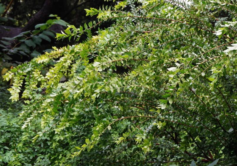 Propagating & Flax and Myrtle - Garden In Delight