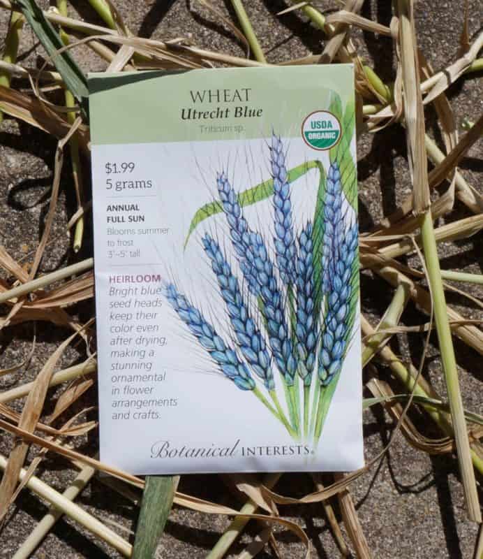 Blue Wheat in Time for Feast of Weeks - Garden In Delight