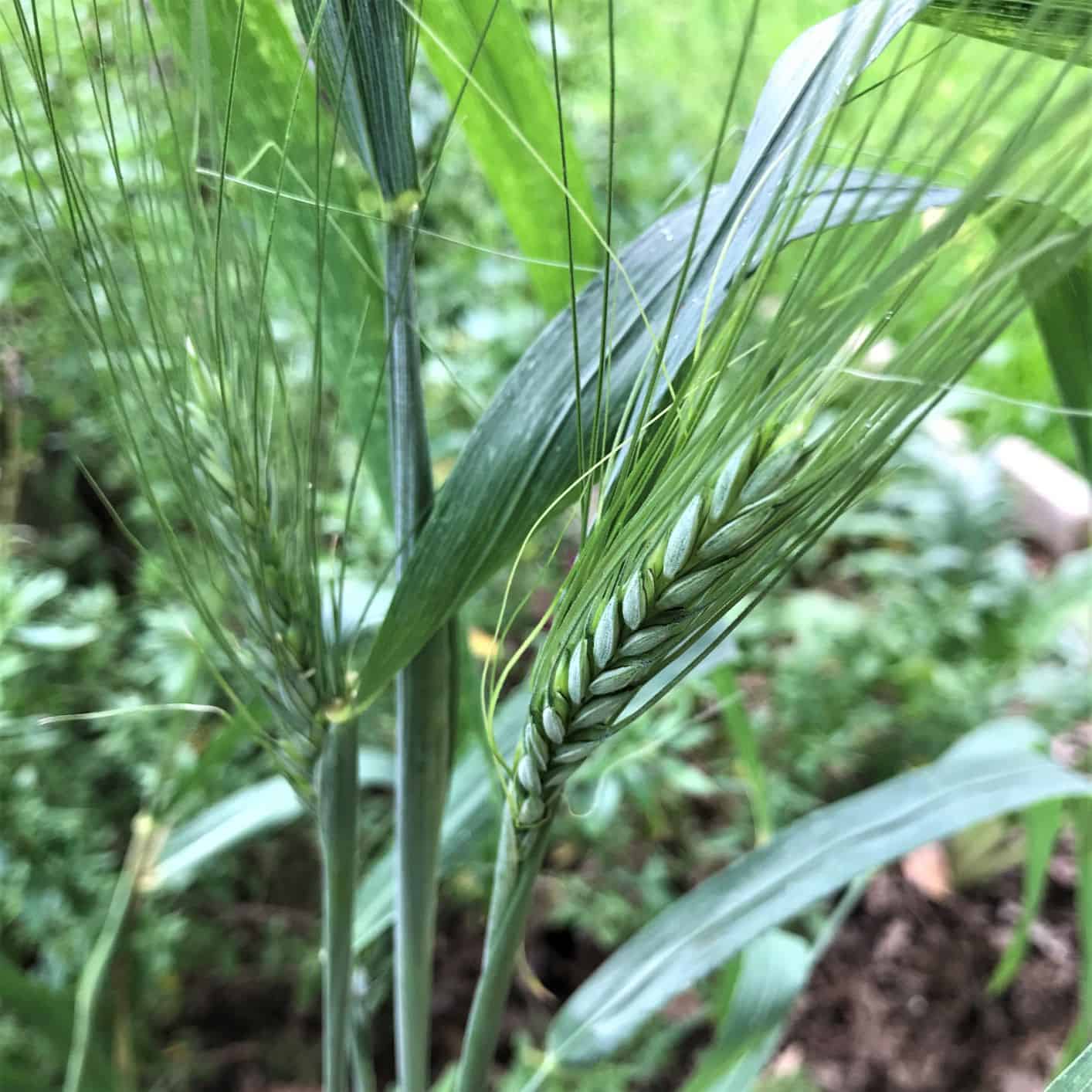 Blue Wheat in Time for Feast of Weeks - Garden In Delight