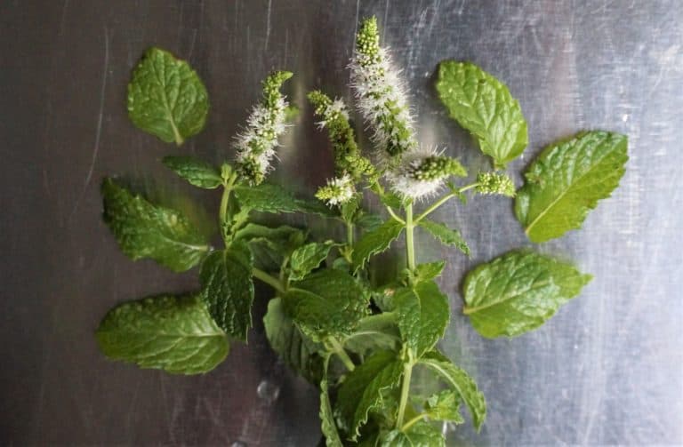 What to Do with Rue - Garden In Delight