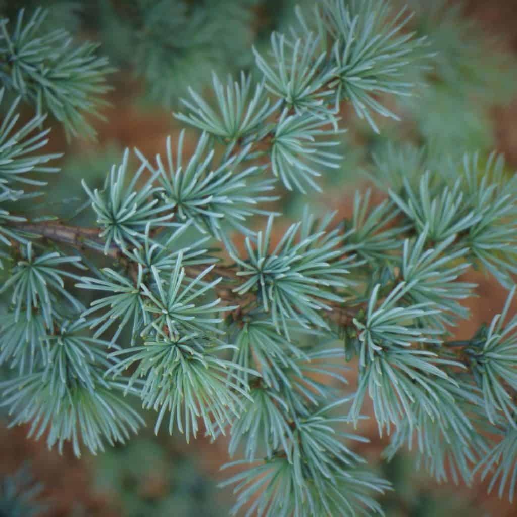 Tell Time by Your Garden - Garden In Delight