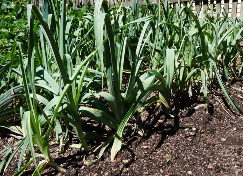 Moses’ Murmuring Vegetables - Garden In Delight