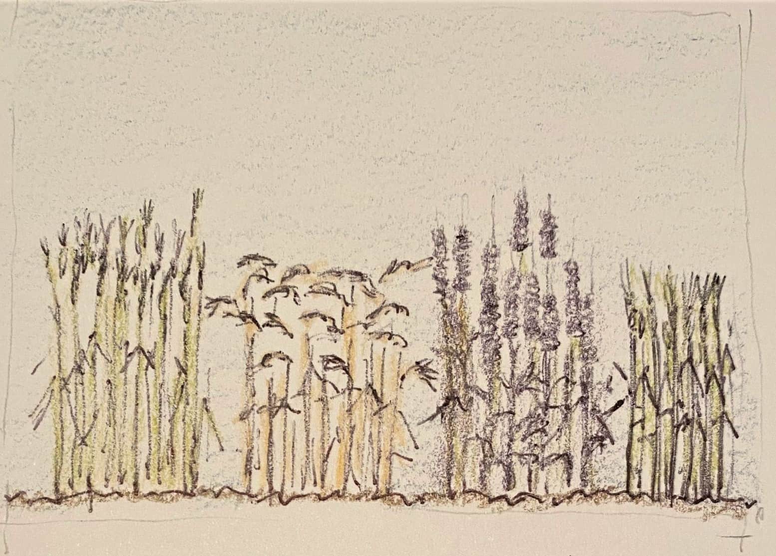 Ezekiel’s Ancient Grains - Garden In Delight