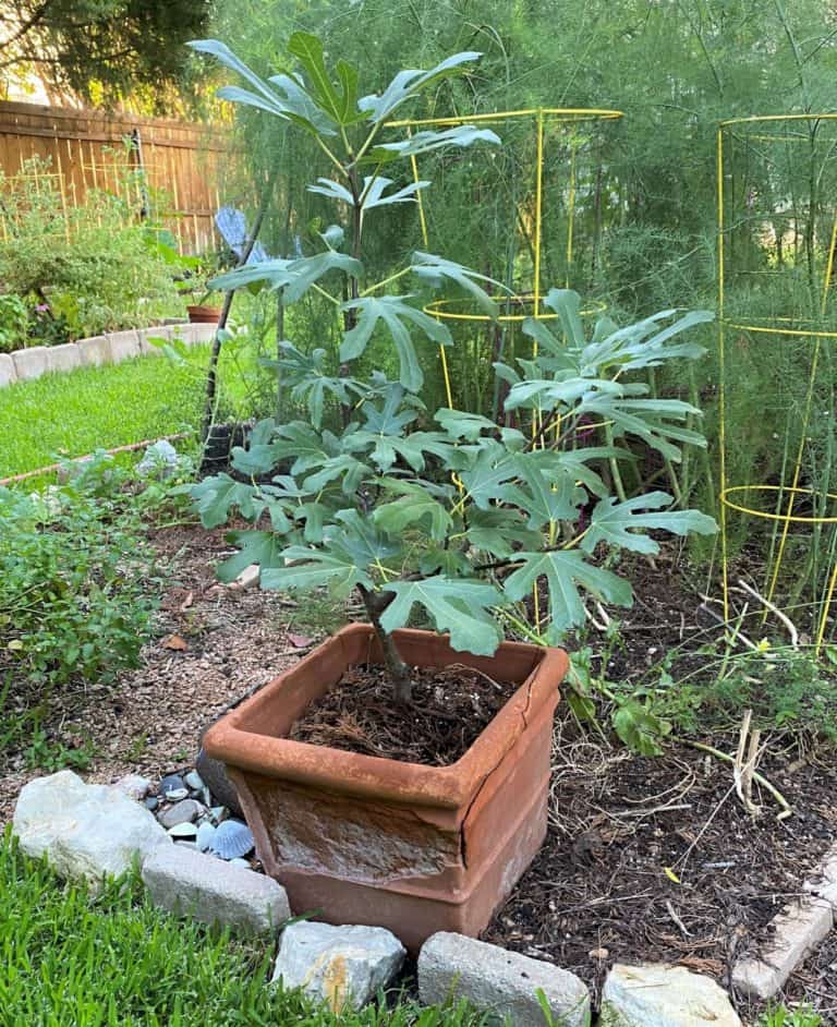 Under Your Own Vine and Fig Tree - Garden In Delight