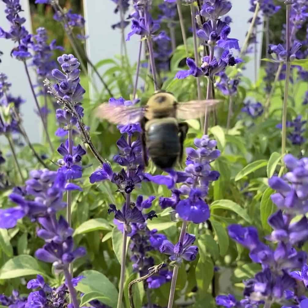 Bee Still - Garden In Delight