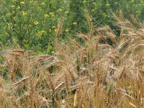 The Wheat Prayers - Garden In Delight