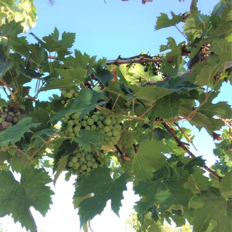 The 7 Species: A Garden-to-Table Guide - Garden In Delight