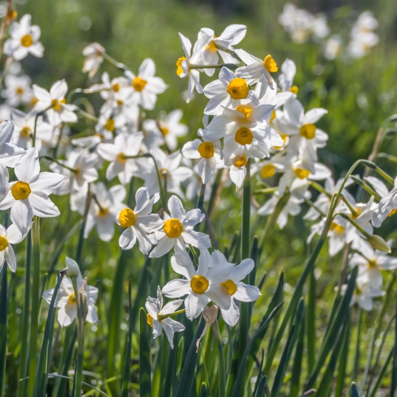 Winter's White Flowers - Garden In Delight