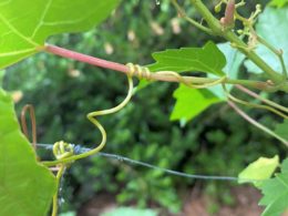 Home - Garden In Delight