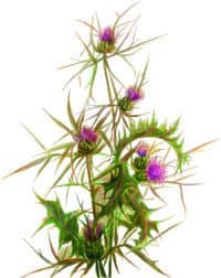 Preparing the Soil & Thistles and Thorns - Garden In Delight