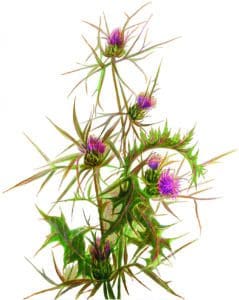 Preparing the Soil & Thistles and Thorns - Garden In Delight