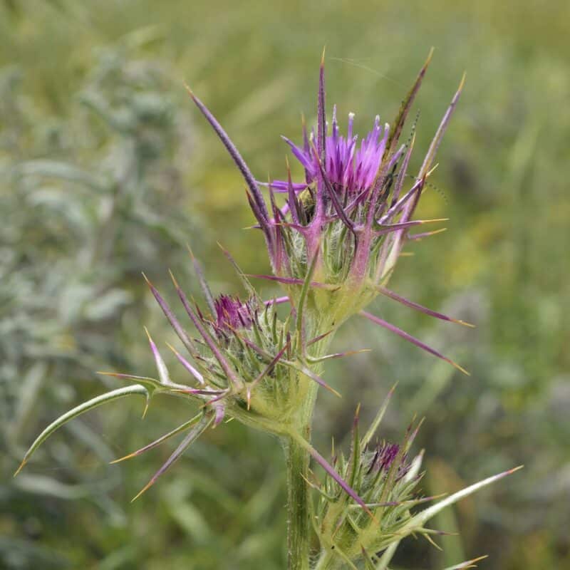 Preparing the Soil & Thistles and Thorns - Garden In Delight