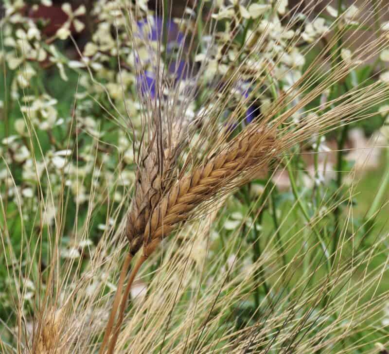 Wheat Bread Wreath - Garden In Delight