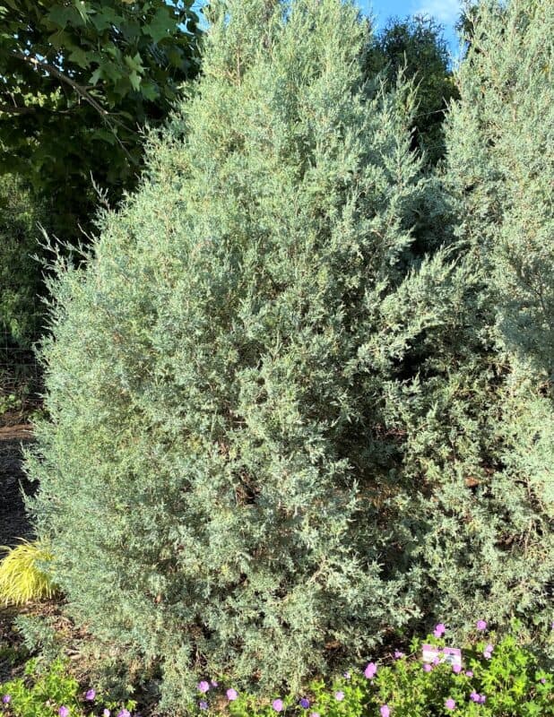 Where Can I Find Bible Plants in Minneapolis? - Garden In Delight