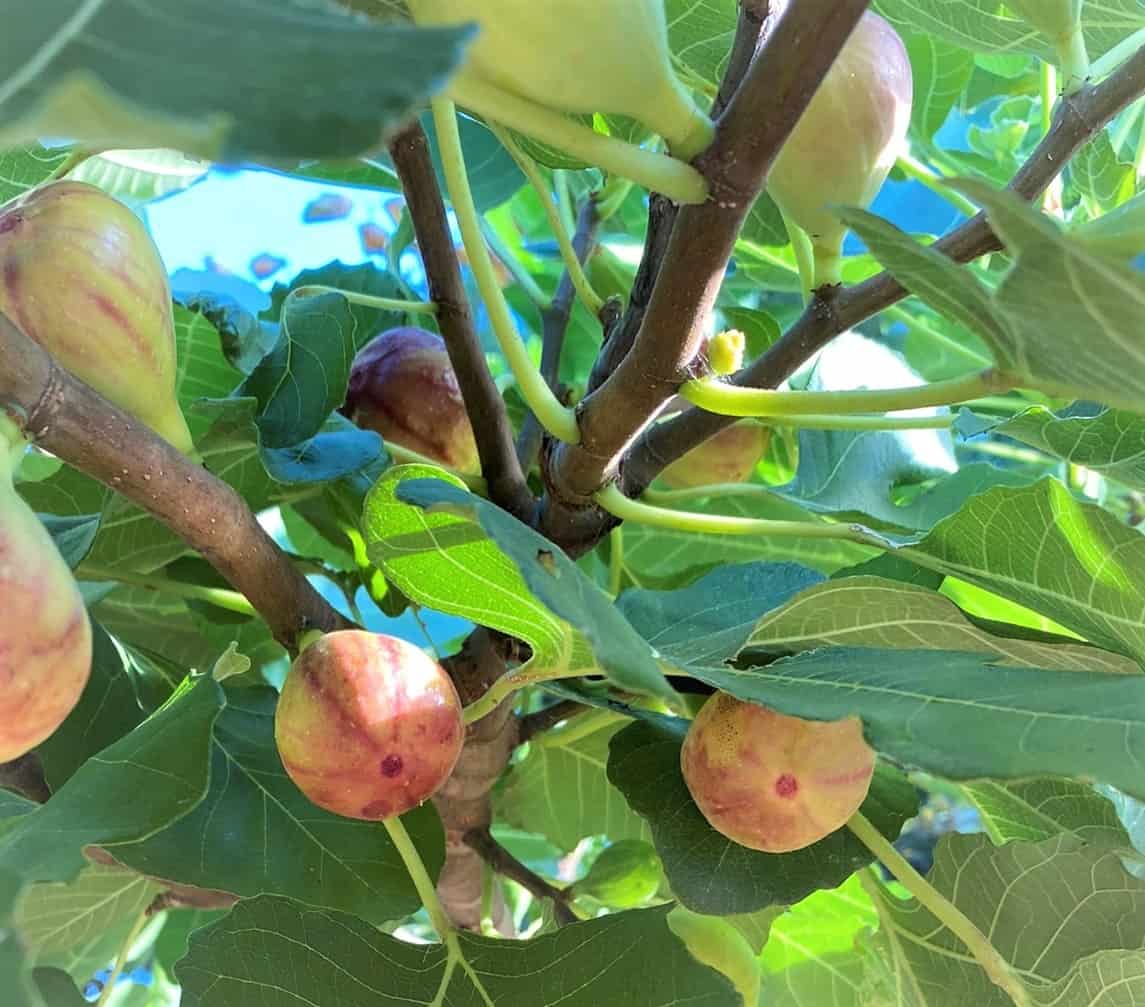 Good Figs in Jeremiah 24 - Garden In Delight