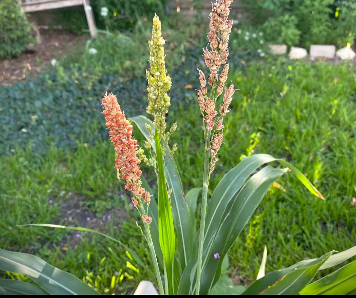 Say “So Long, Summer” with Sorghum - Garden In Delight
