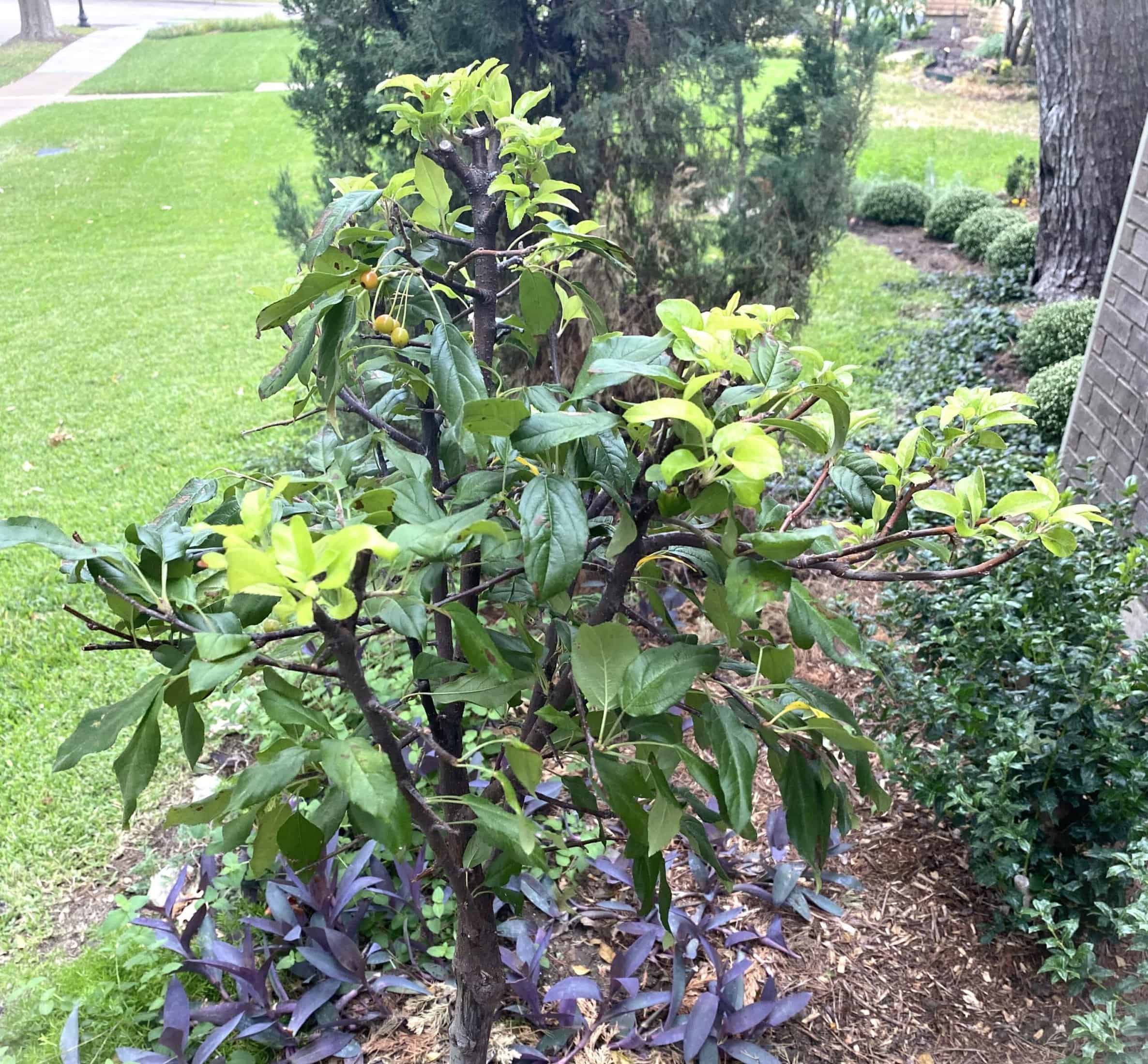 A Father's Tree, The Lollipop® Crabapple Story - Garden In Delight
