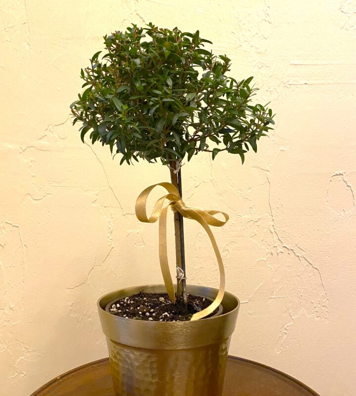 A Myrtle Moment - Garden In Delight