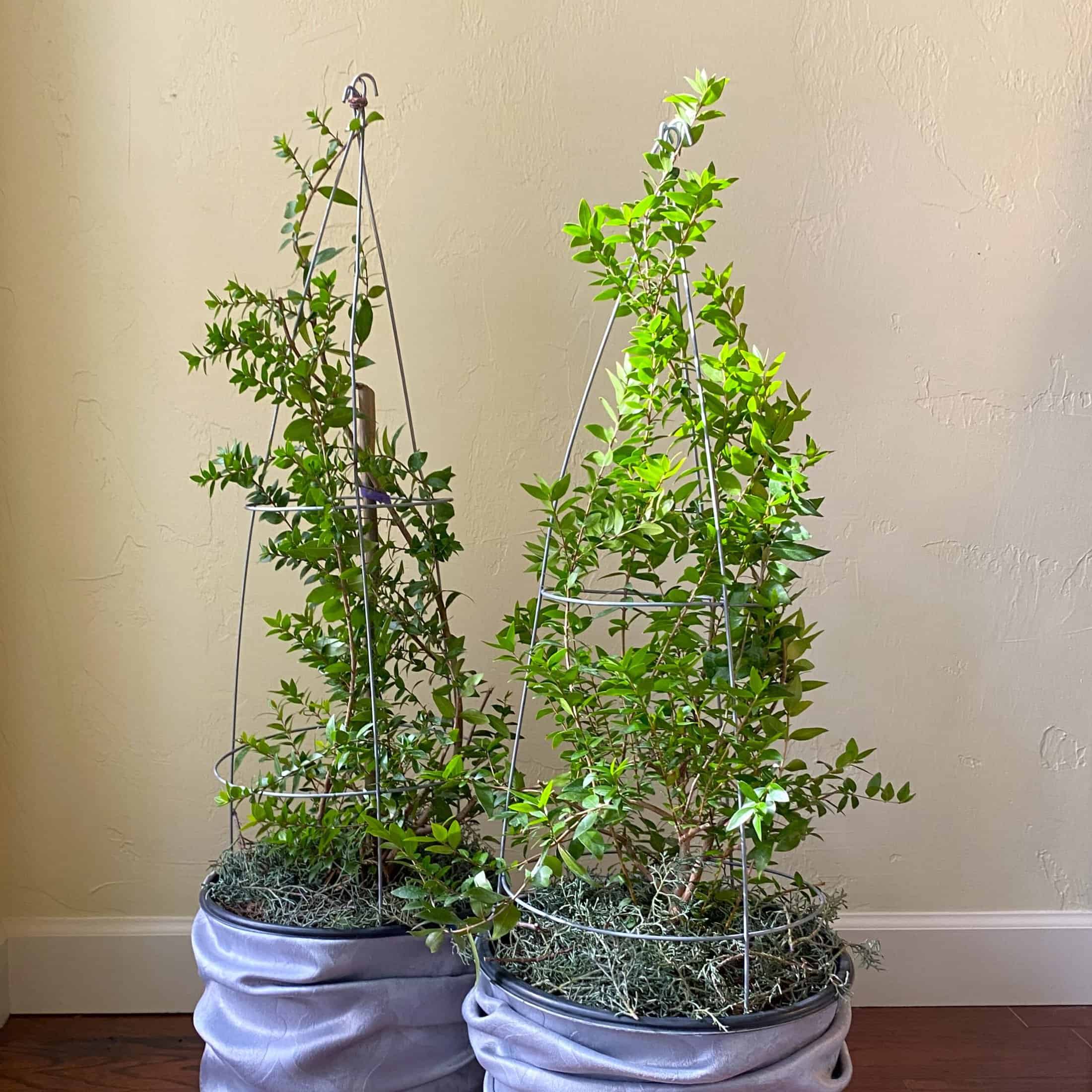 A Myrtle Moment - Garden In Delight