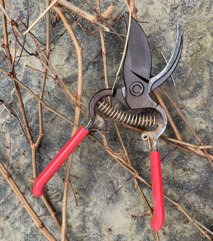 Budding Vines in The Bride's Garden - Garden In Delight