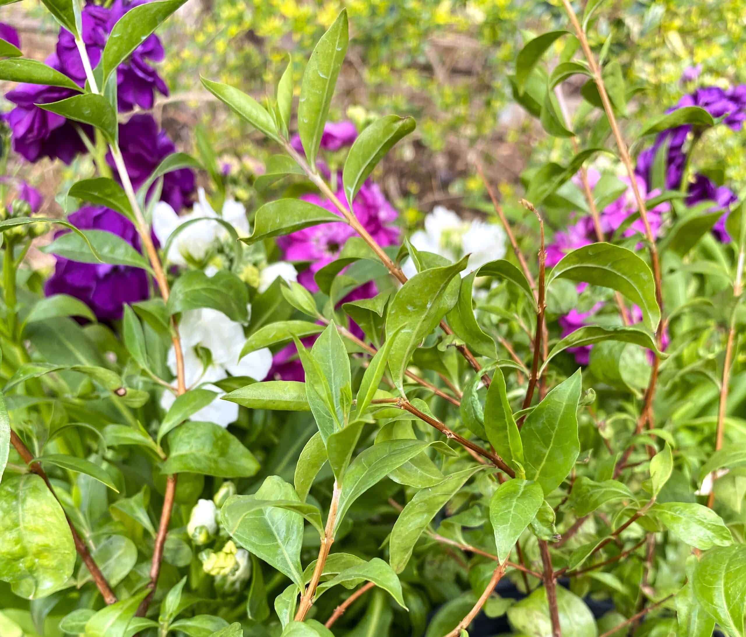 Blossoming Henna in The Bride's Garden - Garden In Delight