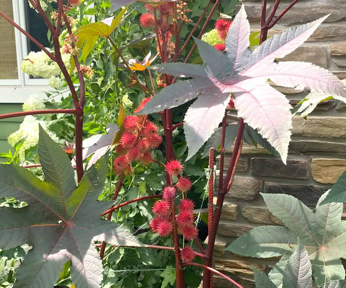 Cast Away Cares with Castor Bean Plants - Garden In Delight