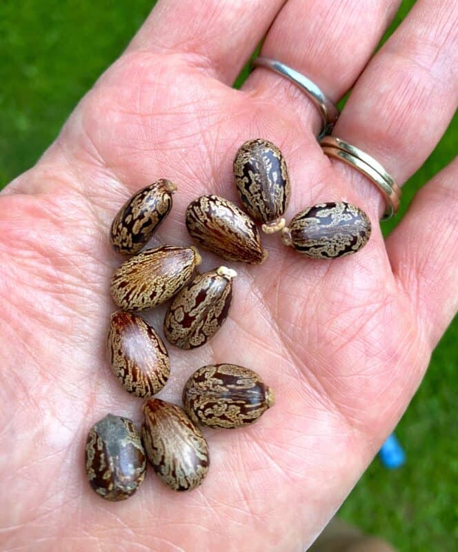 Cast Away Cares with Castor Bean Plants - Garden In Delight