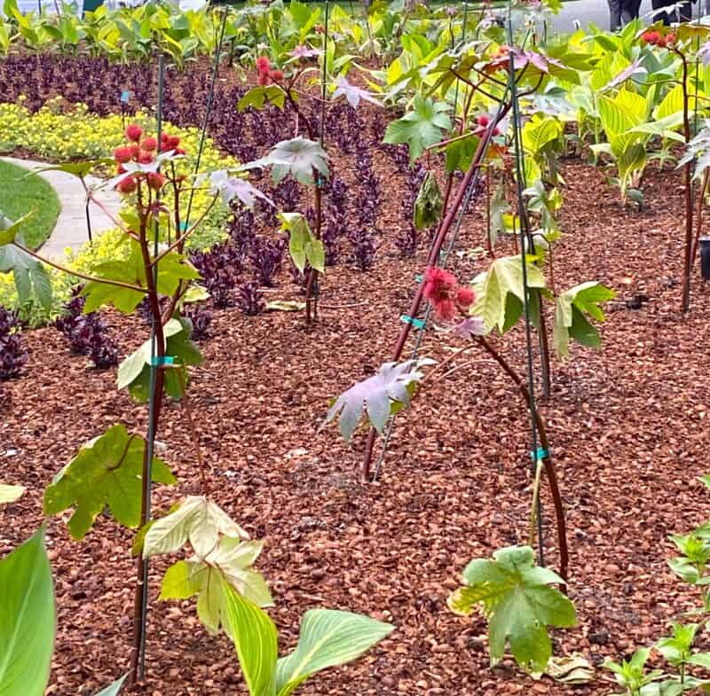 Cast Away Cares with Castor Bean Plants - Garden In Delight