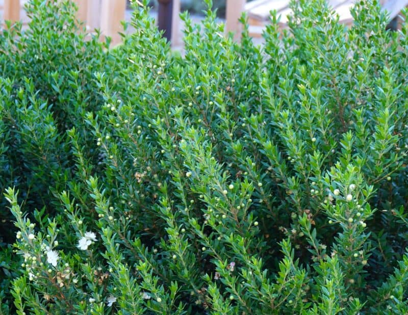 Hedge of Protection - Garden In Delight