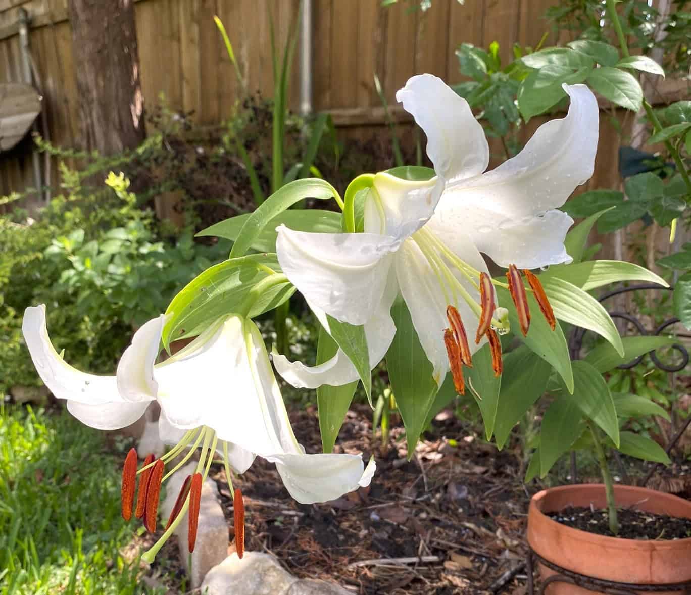 The Bride's Garden Epilogue - Garden In Delight