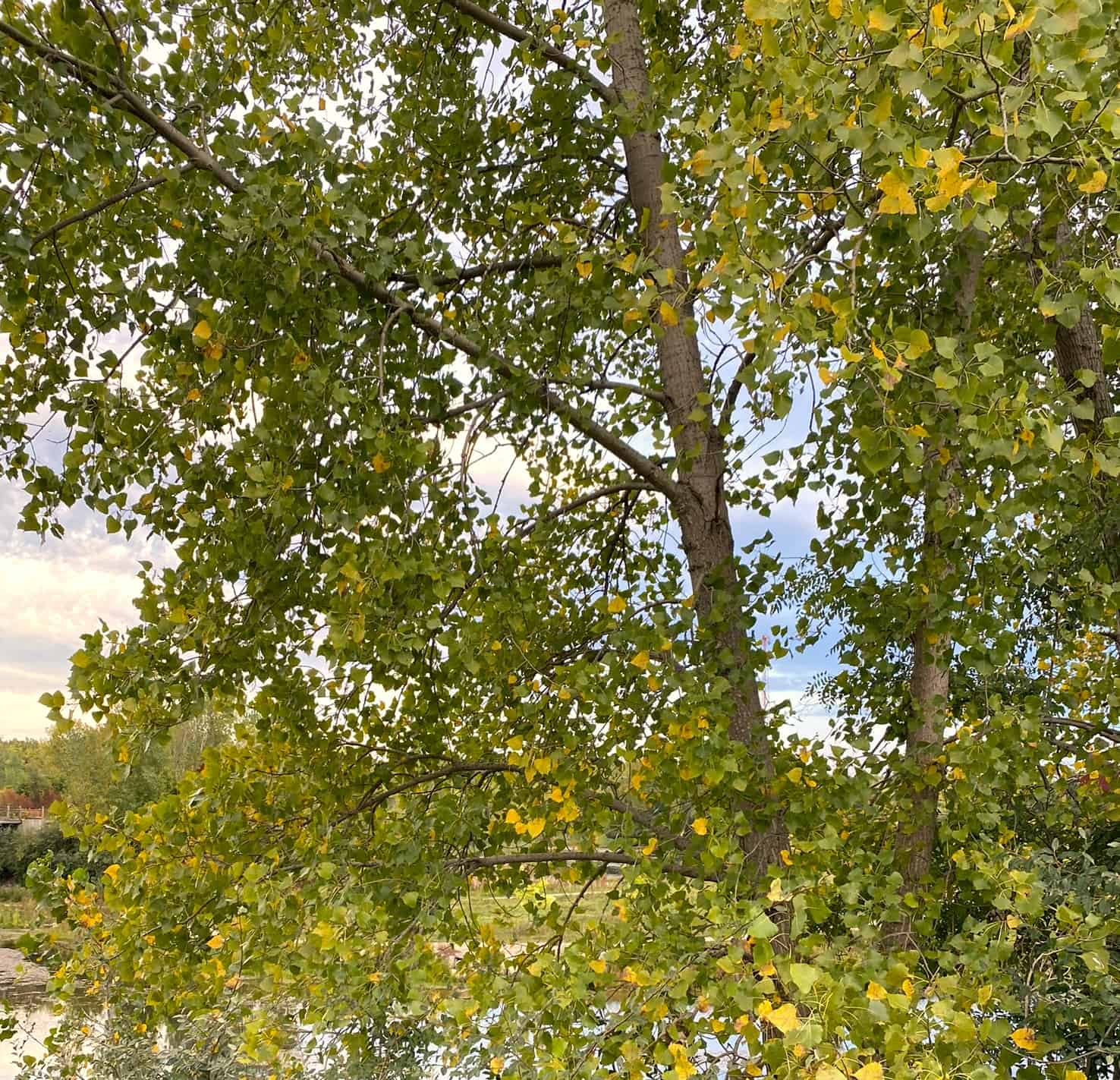 Sounding in the Poplar Trees - Garden In Delight