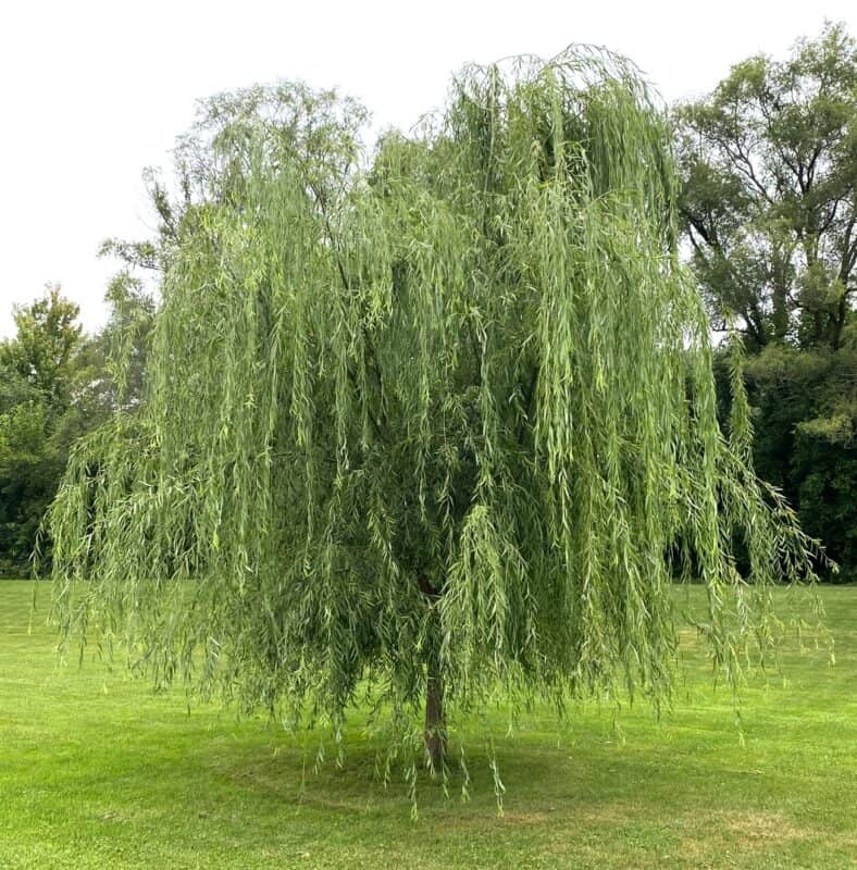 Sounding in the Poplar Trees - Garden In Delight