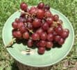 First Grapes, First Glimpse - Garden In Delight