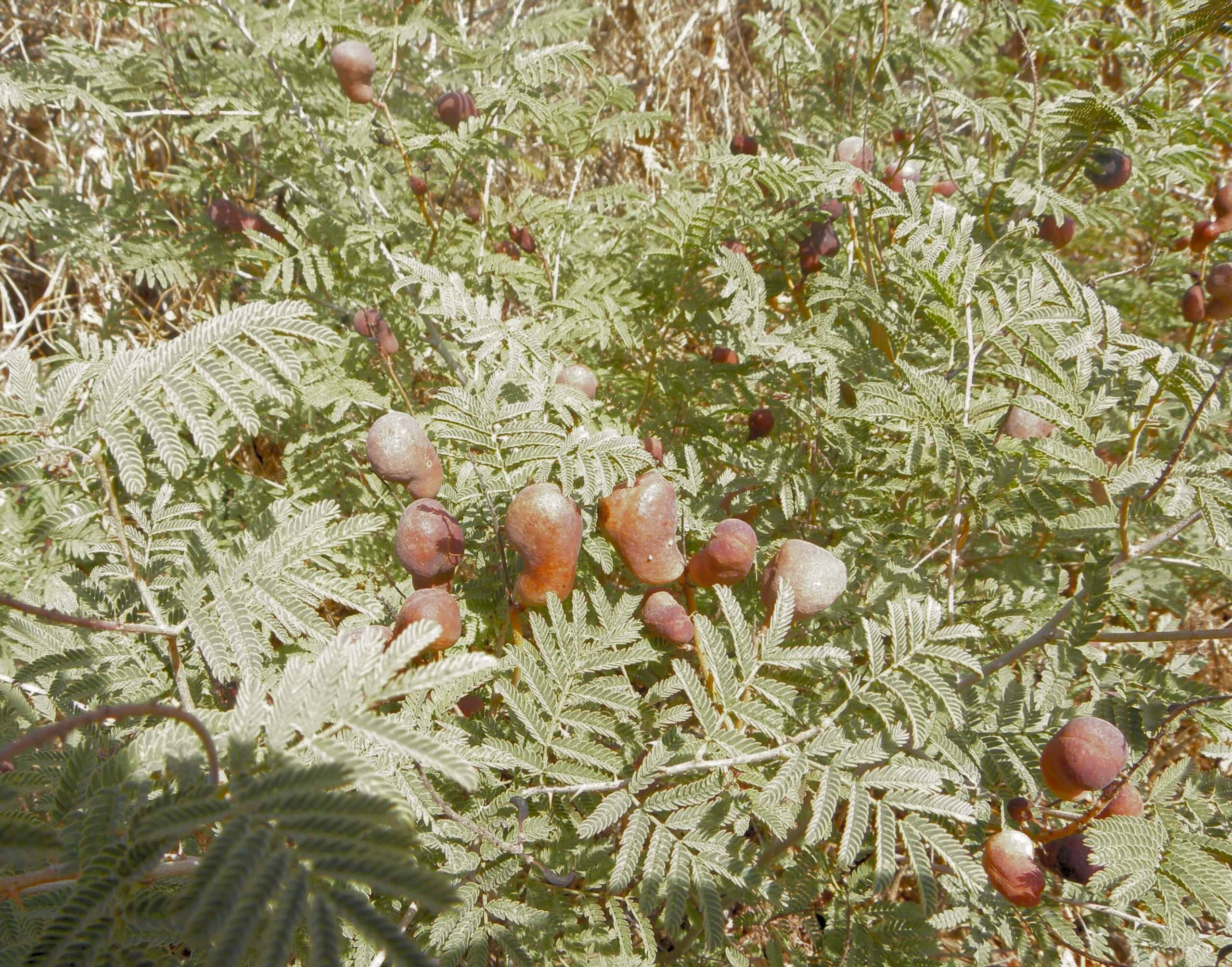 Deep Dig into Dove’s Dung - Garden In Delight