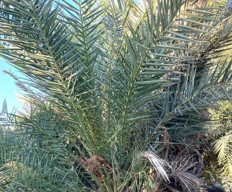 Palm Branches Welcome - Garden In Delight